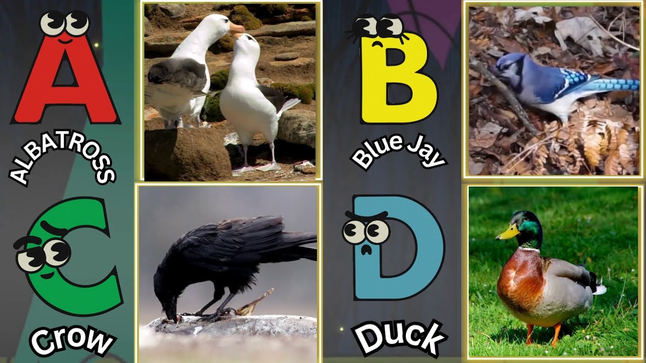 Birds Alphabet Song for Kids | Birds ABC Song | Phonics for Kids | Baby ...