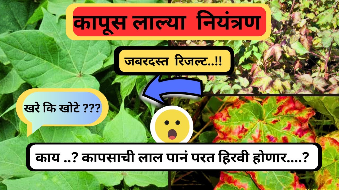 कापूस लाल्या नियंत्रण। kapus pik lalya niyantran | कपाशी लाल्या रोग ...