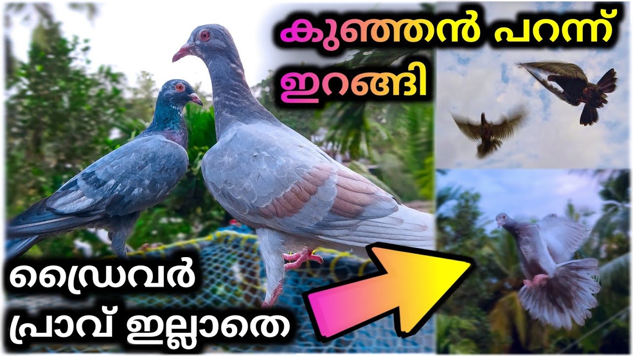 Parava Training ആദ്യമായി പറവ കുഞ്ഞൻ പറന്നിറങ്ങി😍 | Parava Training ...