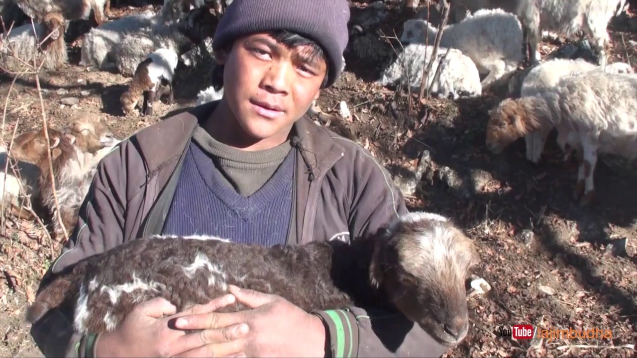 orphan baby sheep || टुहुरो पाठा || sheep farm || - YouTube