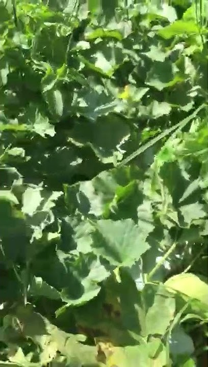 nossa lavoura - YouTube