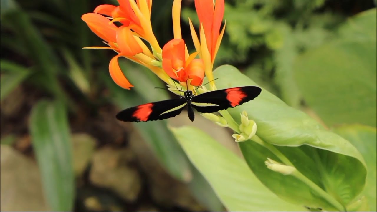 Natural clips, Beautiful nature and wildlife Video,#nature #animal ...