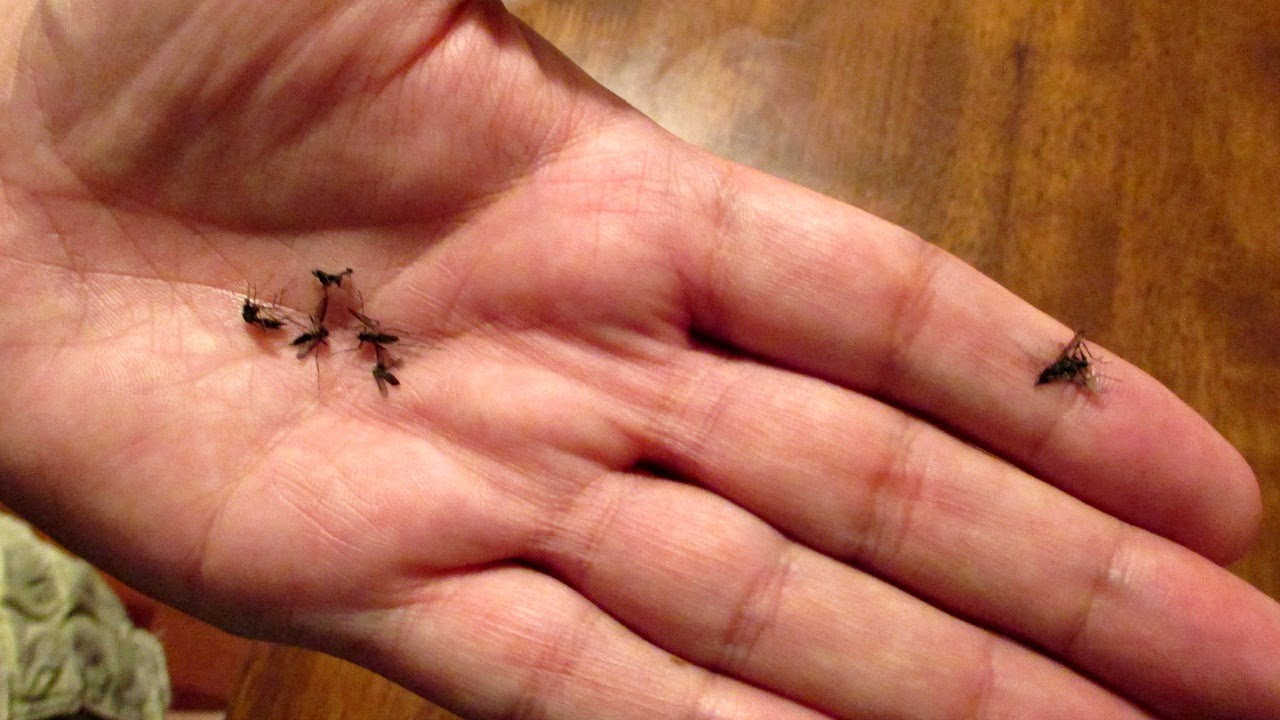 MOSQUITO ATTACK - YouTube