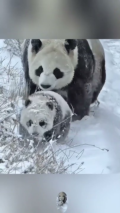 Cute Panda core - YouTube