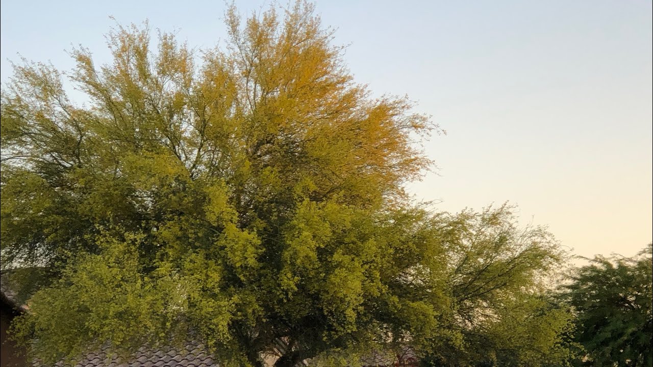 [ Palo Verde Trees ( Arizona State Tree ) ] Tucson, Arizona - YouTube