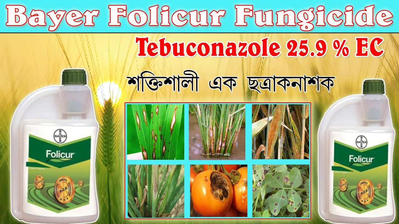 Bayer Folicur fungicide | Tebuconazole 25.9 EC। শক্তিশালী এক ছত্রাক ...