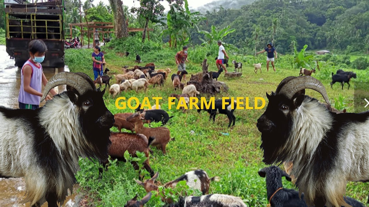 Goat Shepherd with Green Grass, Goat Feed, Farmer | Goat Farm Field # ...
