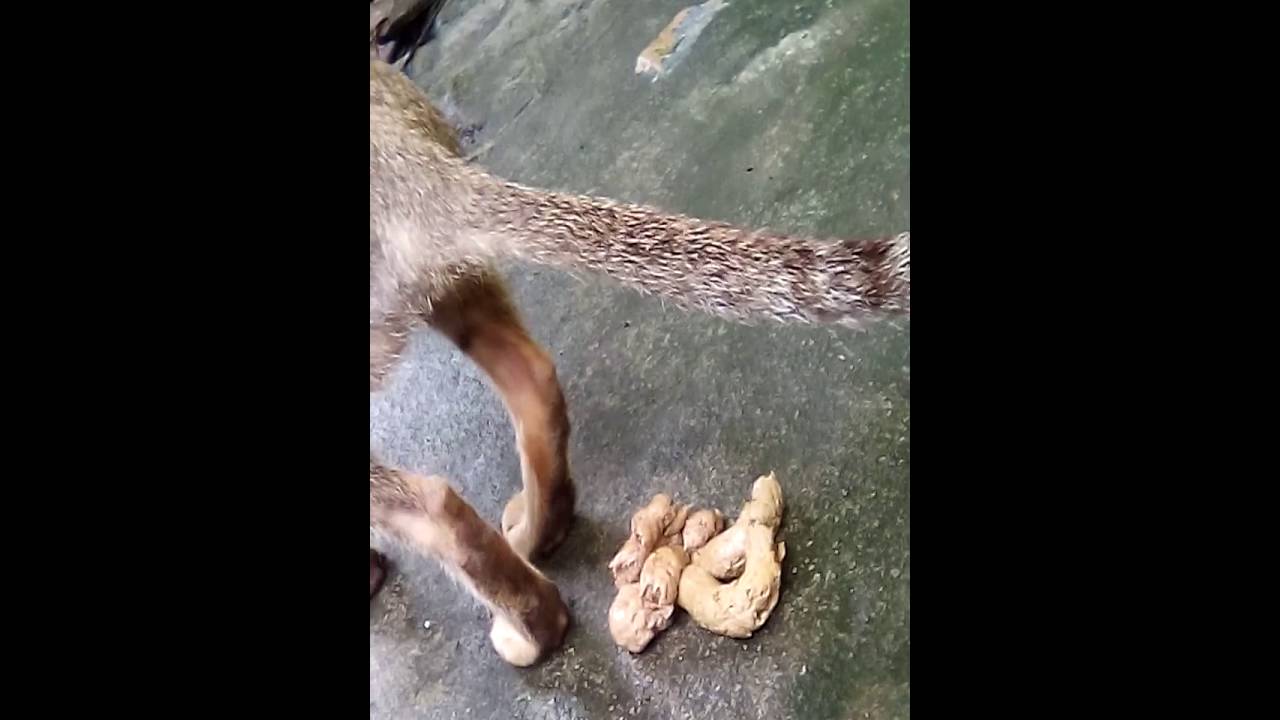 Pusa tumatae kadiri - YouTube