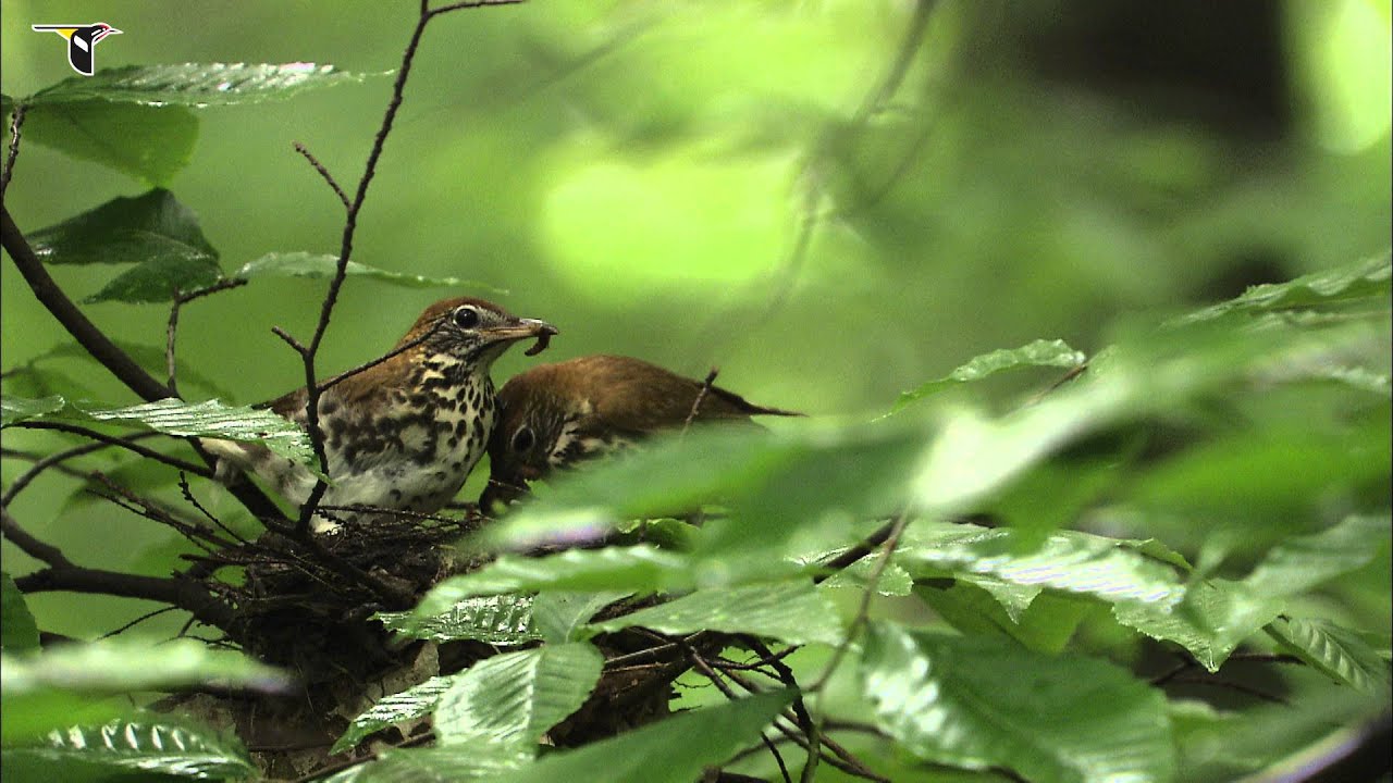 A Wood Thrush returns to its nest with food for its mate and young ...