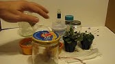 Terrarium Making - YouTube