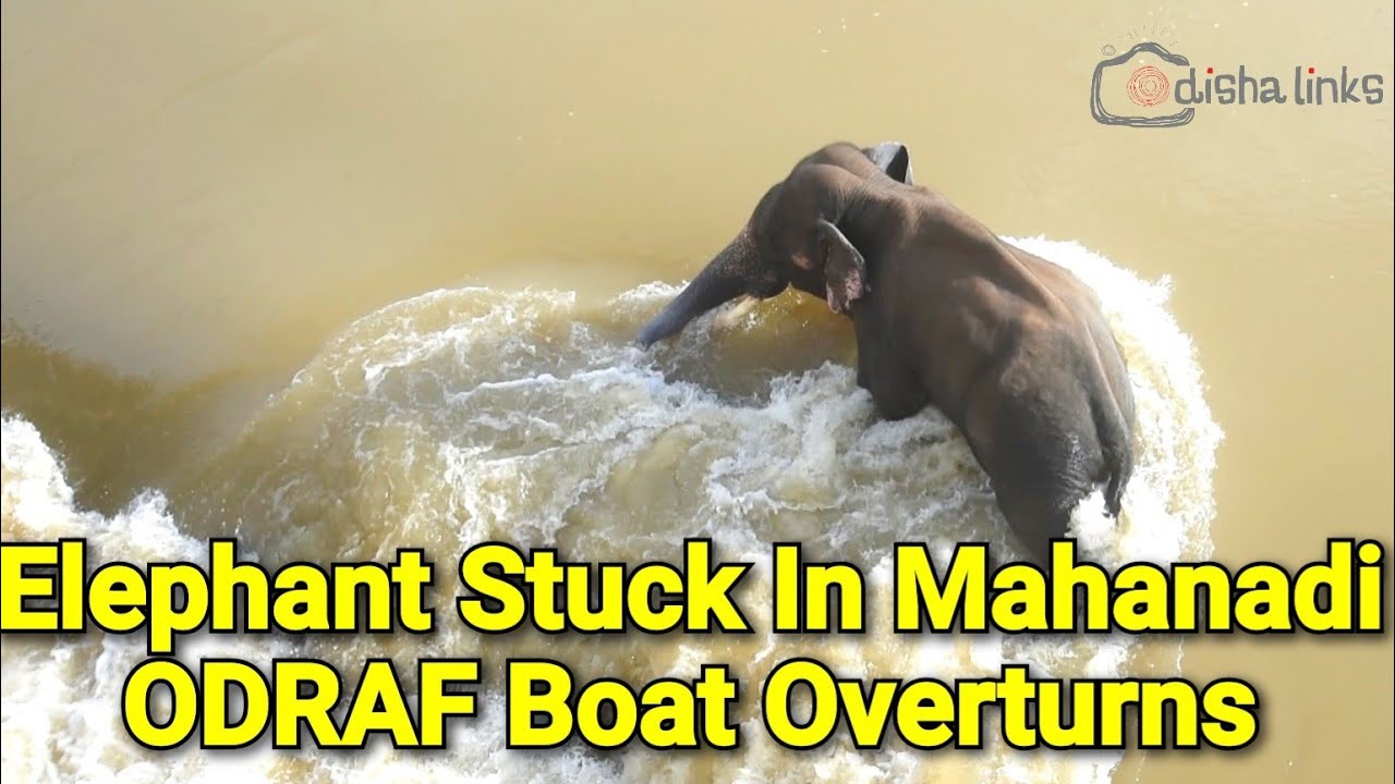 ODRAF Boat Overturns In Rescue Operation Of Elephant | Mundali ...