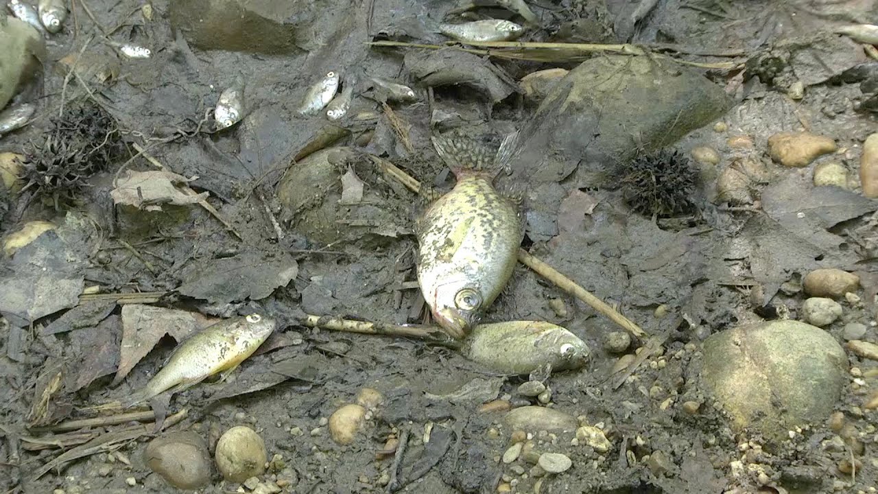 Delaware Riverkeeper Network video Pond Run fish kill - YouTube