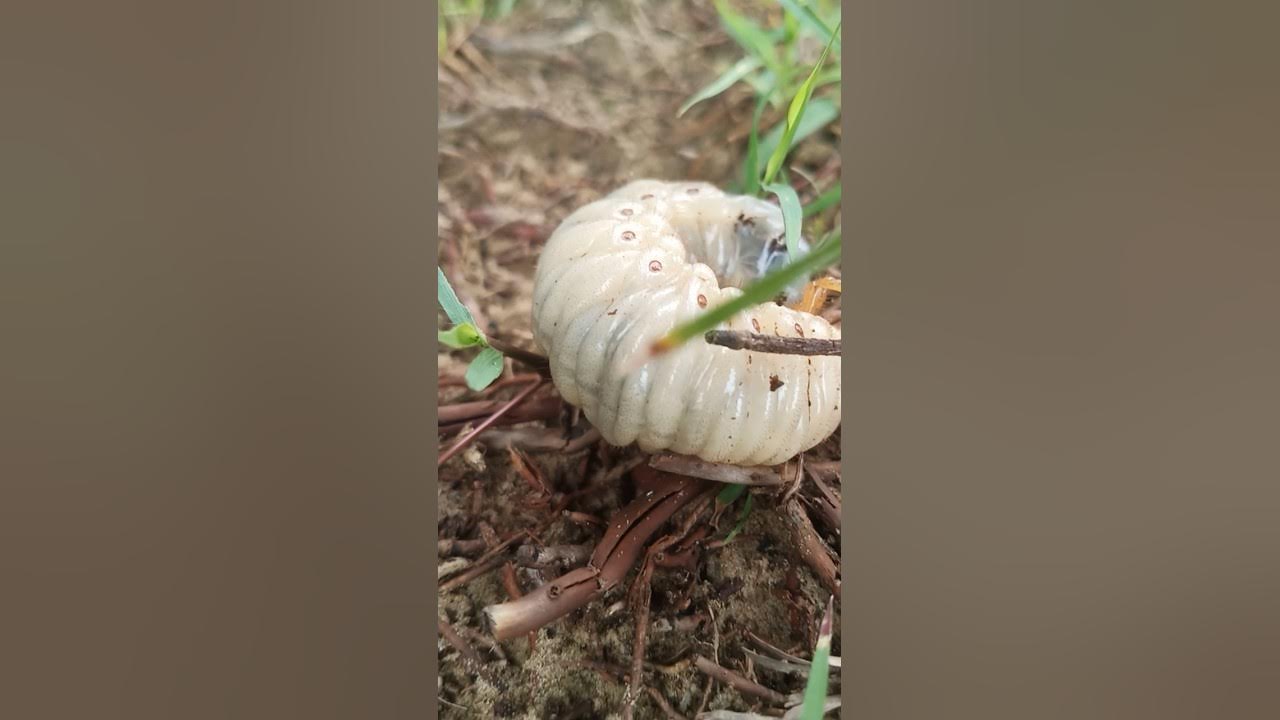 asik bermain hewan larva kumbang #shortvideo #hewanunik #hewanlangkah # ...