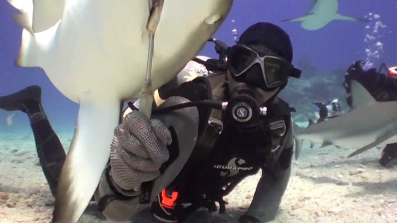 "Men in Grey Suits" Hand Feeding Sharks in St. Maarten with Ocean ...