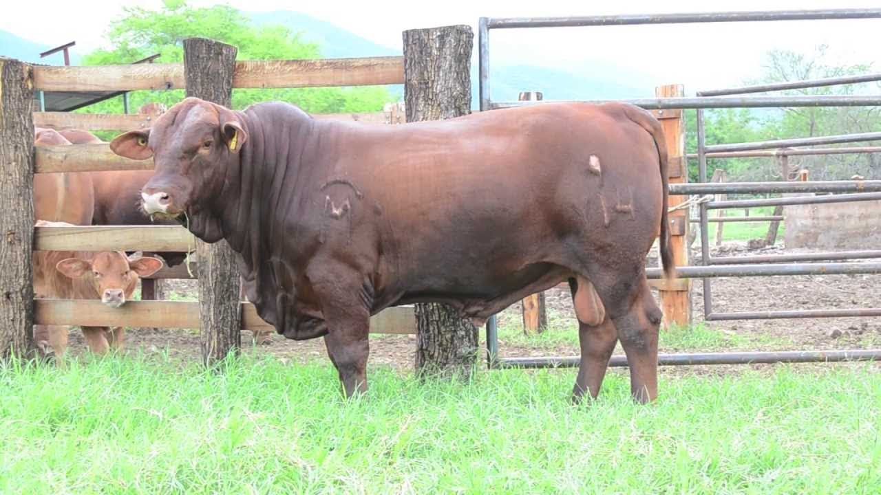 Características del Toro Semental Quintana- Departamento del Cauca ...