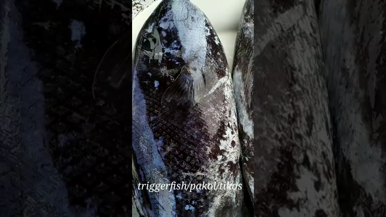 PAKOL O TIKOS FISH RECIPE | #shorts - YouTube