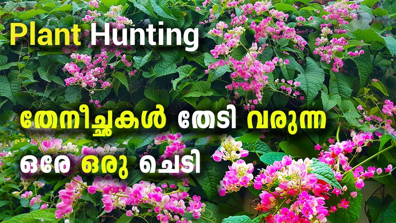 Hanging Plant Hunting ||coral vine plant||Antigonon leptopus||Plant ...