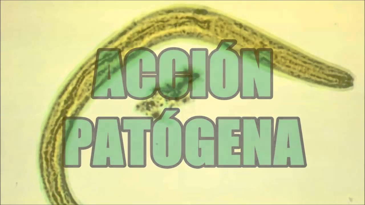 Strongyloides Stercoralis Youtube