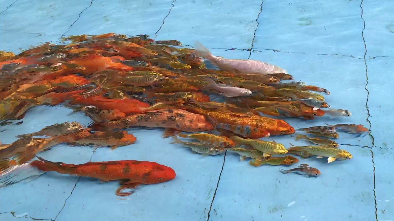 Fish Movement - YouTube