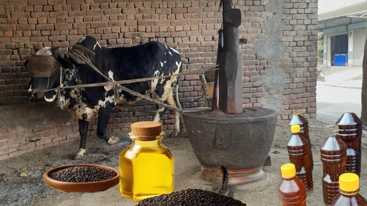 How to extract oil in traditional 400 year old method|| mustard oil ...