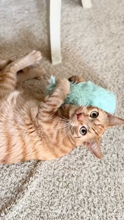 Catnip Puffs: My Cats’ New Obsession! Link in bio - YouTube