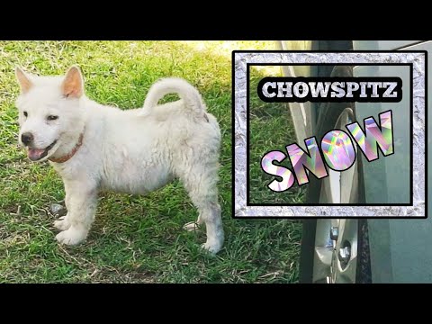 CHOW CHOW JAPANESE SPITZ FEMALE HYBRID | ChowSpitz Dog Lovers | Ranmar ...
