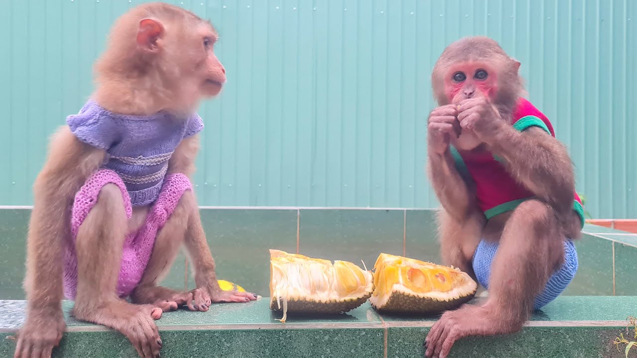 Monkey baby is so cute Sam & Asher have ripe jackfruit - YouTube