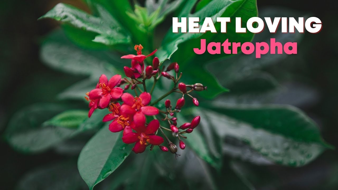 Jatropha, Heat Loving Shrub - YouTube