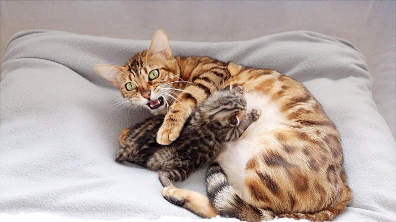 Mother cat Screams From Excitement and Nurses her Little Kittens - YouTube