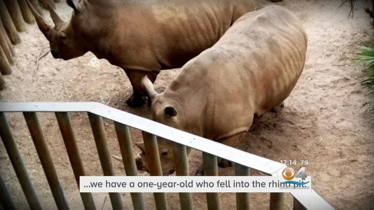 Child Recovering After Falling Into Rhino Enclosure At Brevard Zoo ...