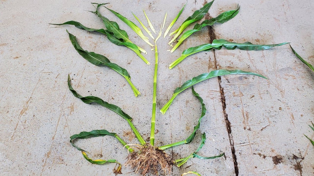 Exploded Corn and Traveler Trouble - #190 - YouTube