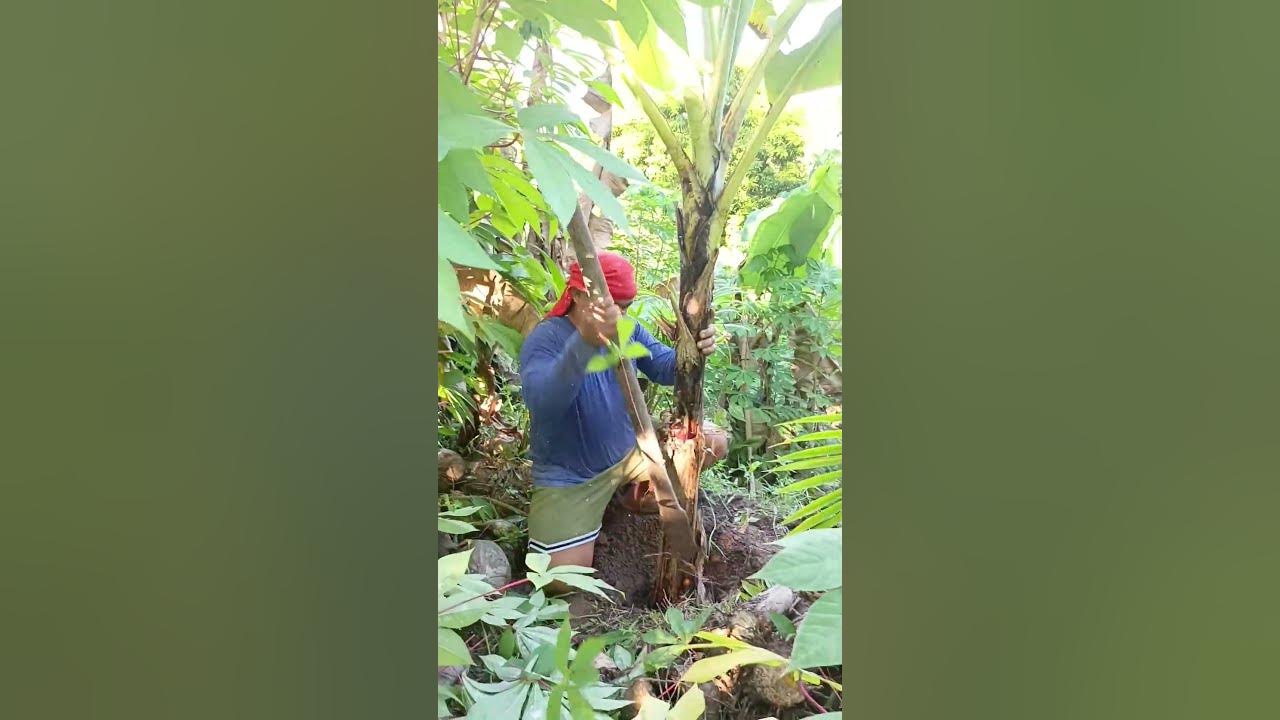 Magtanim tayo ng saging - YouTube