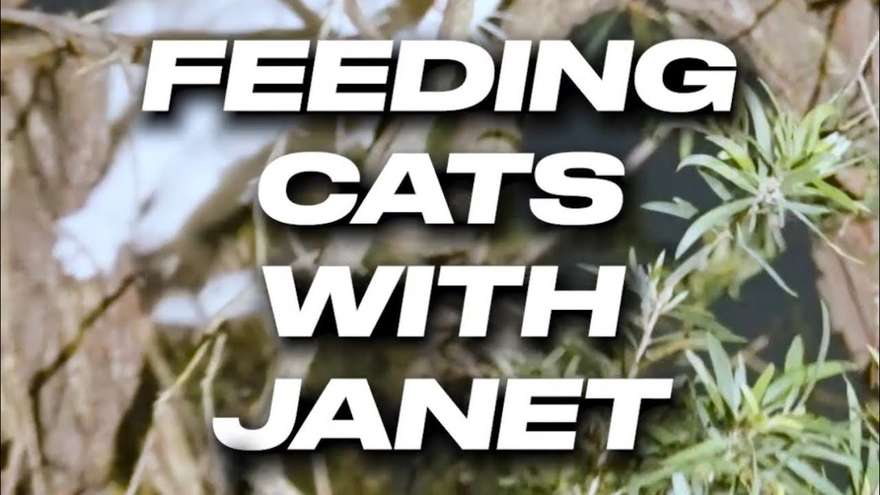 Feeding cats with Janet - YouTube