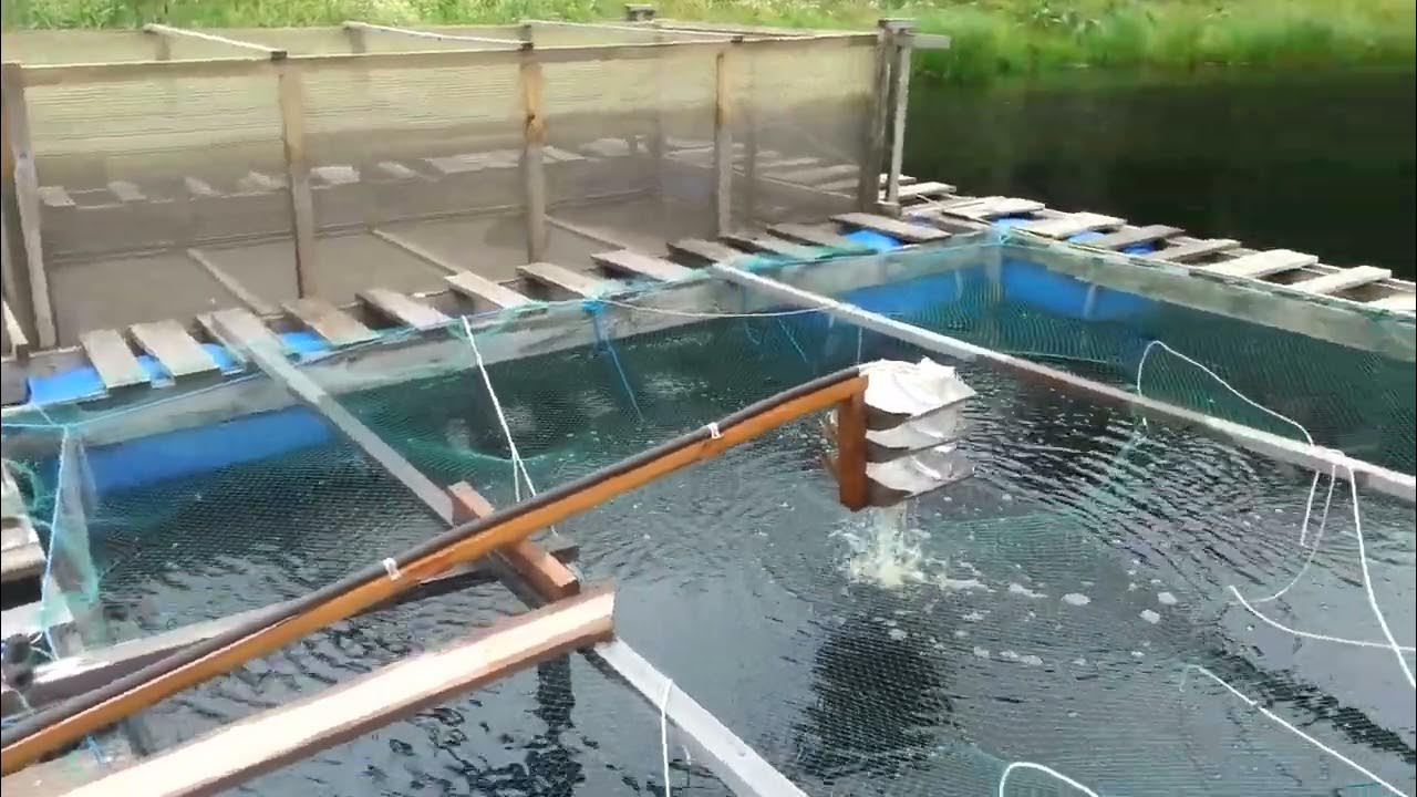 Hodowla karpia, kroczek w sadzach - YouTube