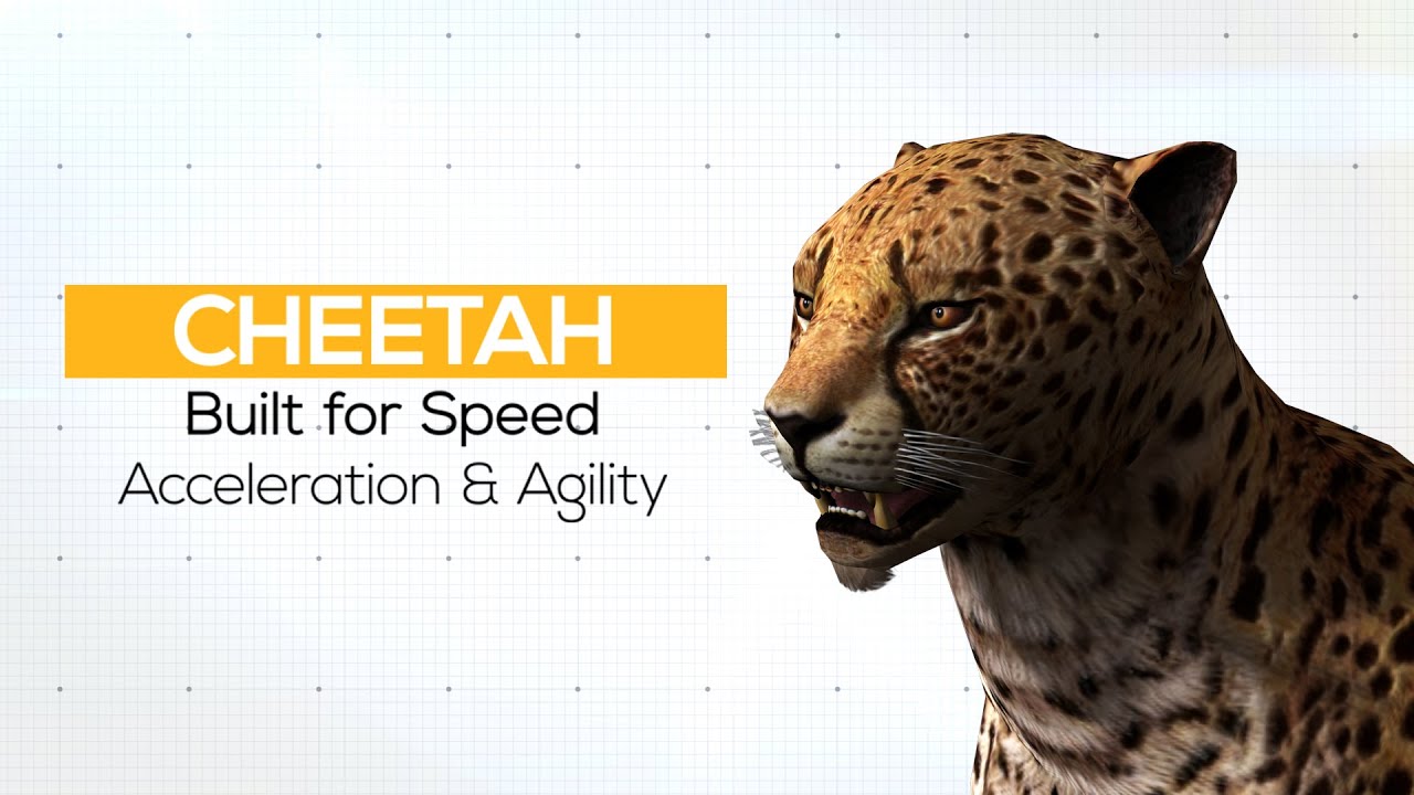 Cheetah - Built for Speed || Gstudio Animations - YouTube