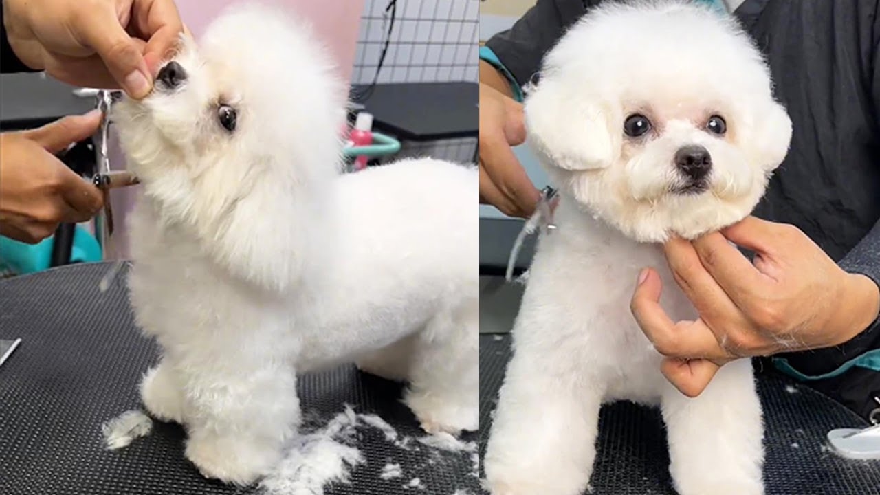 Very honest dog~Beautiful transformation【Puppy Grooming】 - YouTube