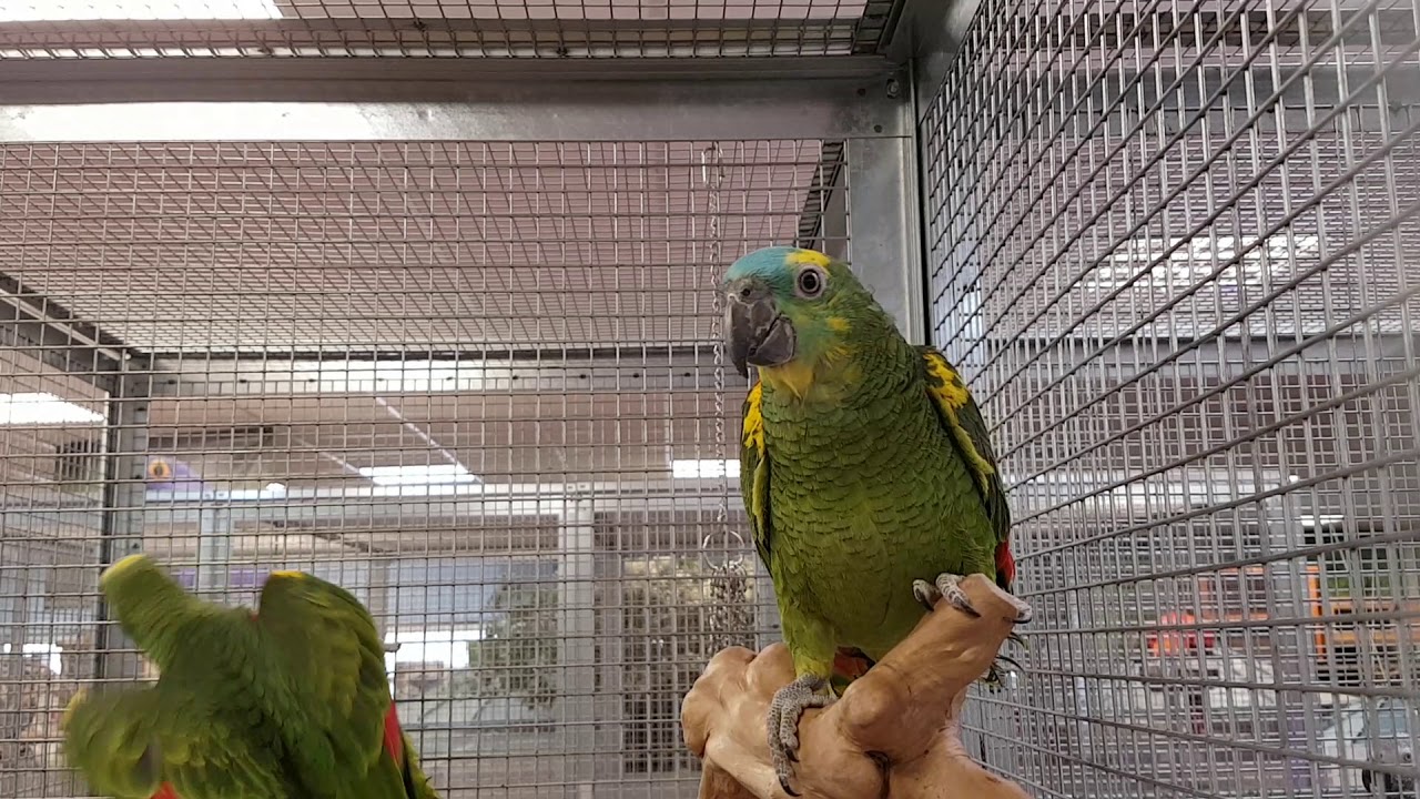 Amazone à front bleu "Amazona aestiva " -Femelle apprivoisée EAM 2019 ...