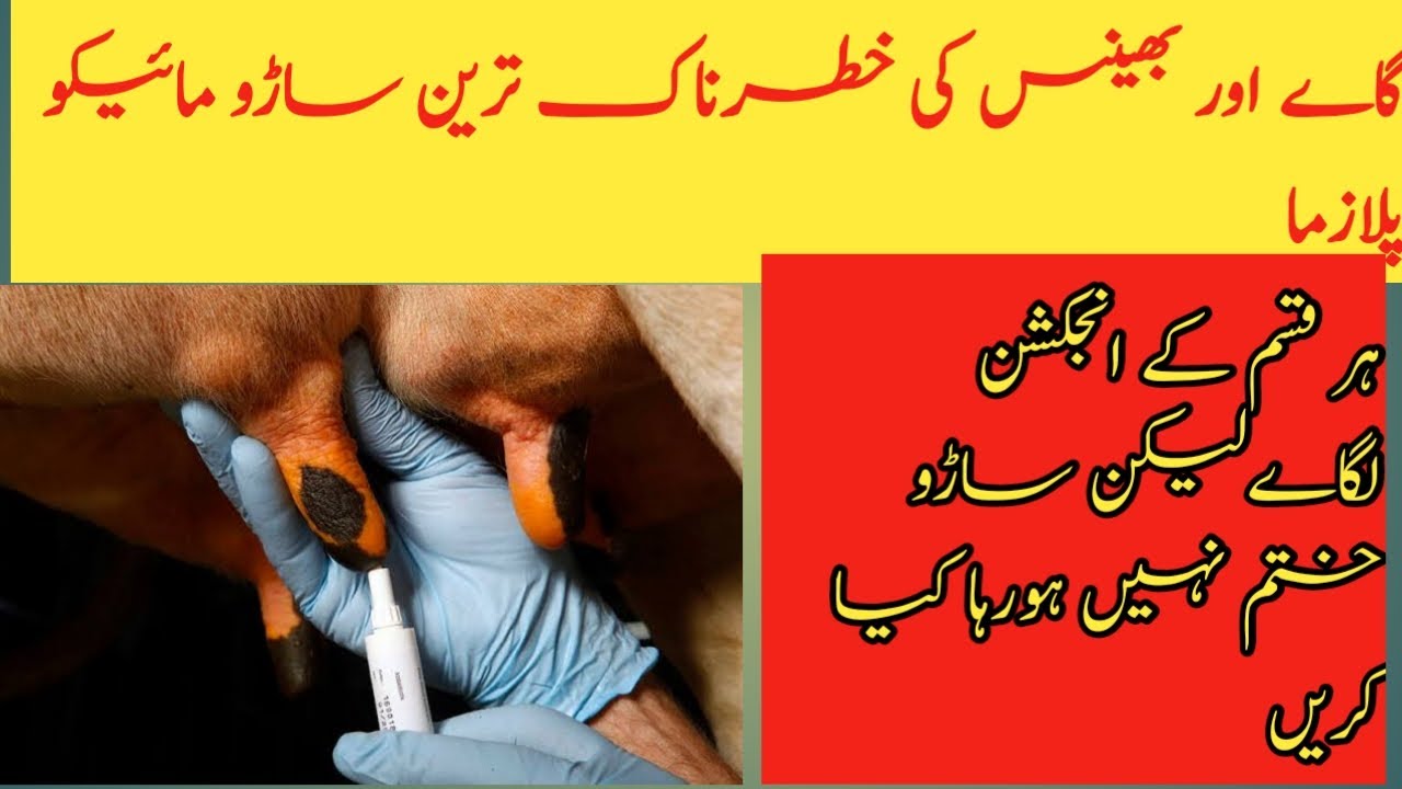 Mycoplasmal Mastitis in cow and buffalo ||Treatment of Mycoplasma ...