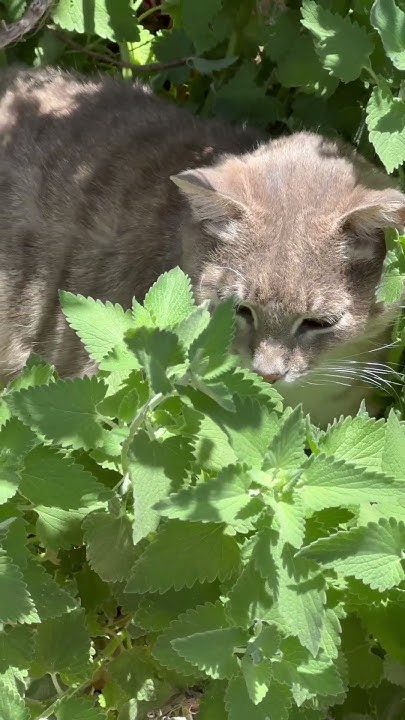 Catnip fever - YouTube