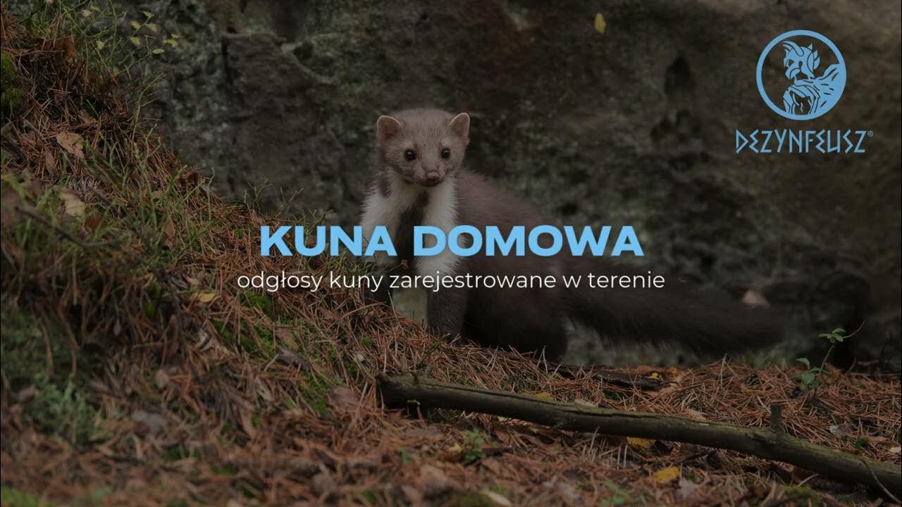 Jakie dźwięki wydaje kuna? – nagranie dźwięków kuny w terenie - YouTube