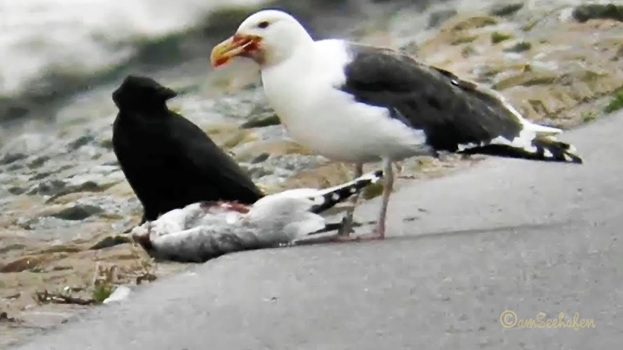 Vogelbeobachtung Birding Mantelmöwe Larus marinus black-backed gull ...