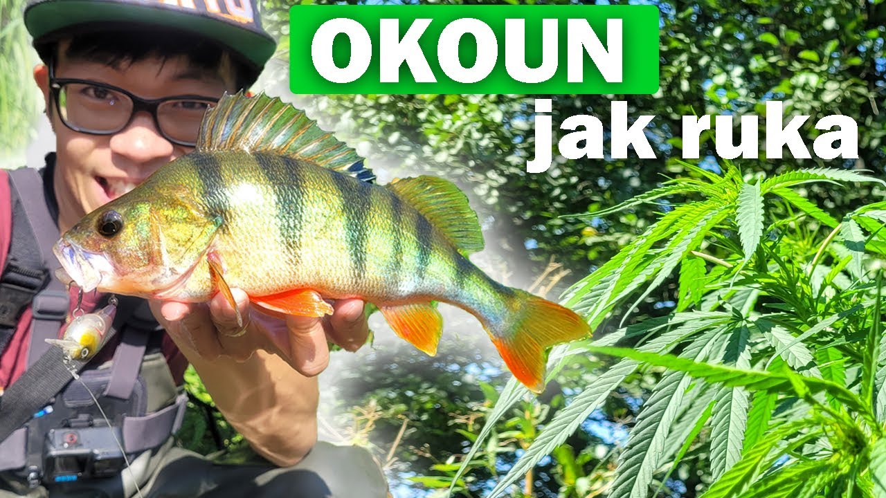 OKOUN jak DLAŇ. Našel jsem vzácnou rostlinu! - YouTube