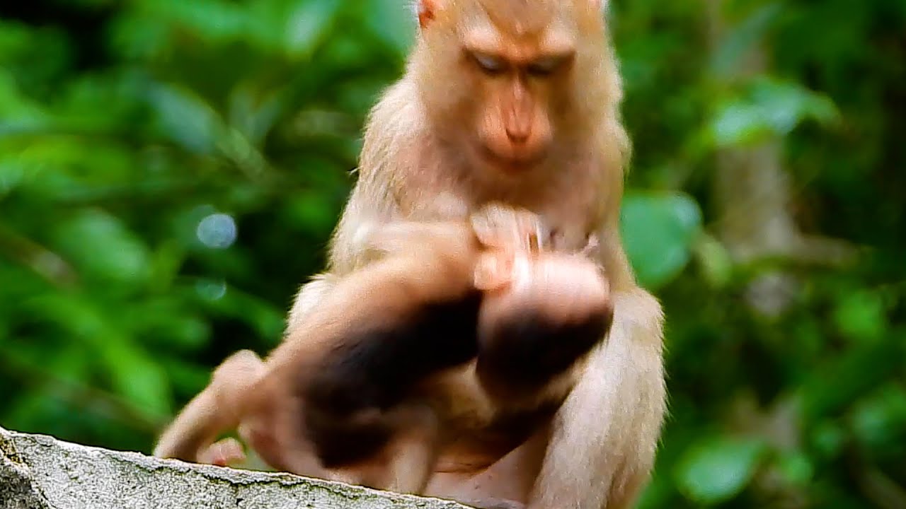 Good Job! Need Milk But Mom Rejected I Lovely Monkey. - YouTube