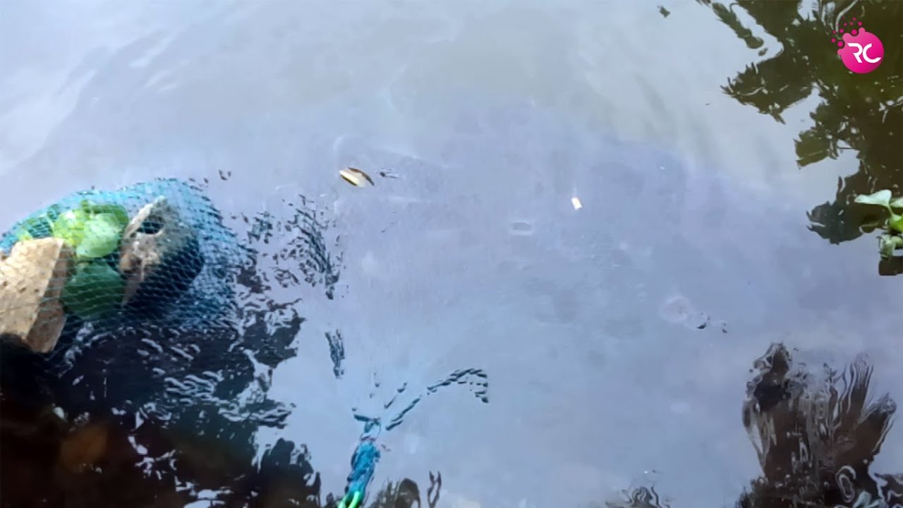 Anglers Fishing at Subhash Das and Bishnu Das Pond | Rozina’s Club ...