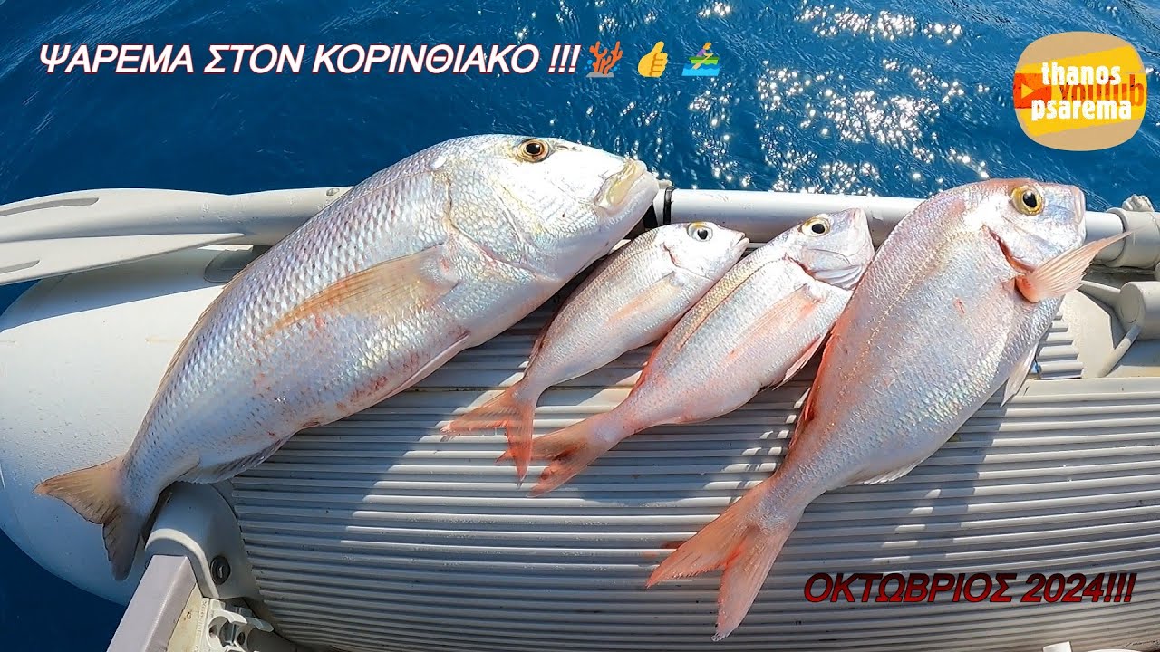 ΨΑΡΕΜΑ ΣΤΟΝ ΚΟΡΙΝΘΙΑΚΟ ΤΟΝ ΟΚΤΩΒΡΙΟ ΤΟΥ 2024 !!!🐟🎣🪼🚣‍♂️ - YouTube