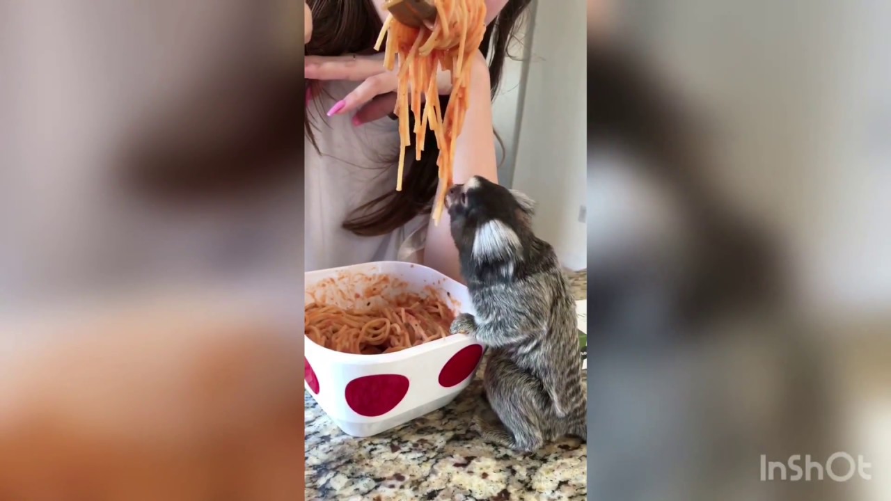 Finger Monkey loves Spaghetti Video 69 - YouTube