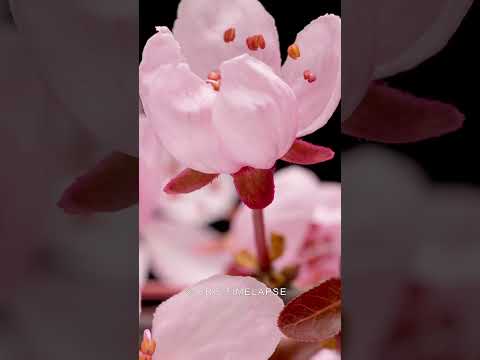 Cherry Blossom in Time Lapse #shorts
