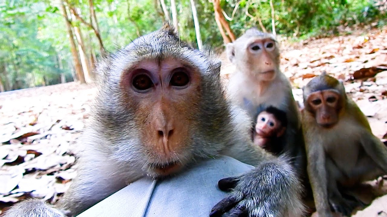 Oh No! Monkey Anna Look Like Baby Sick And She Tries To Sleep On PaPa ...