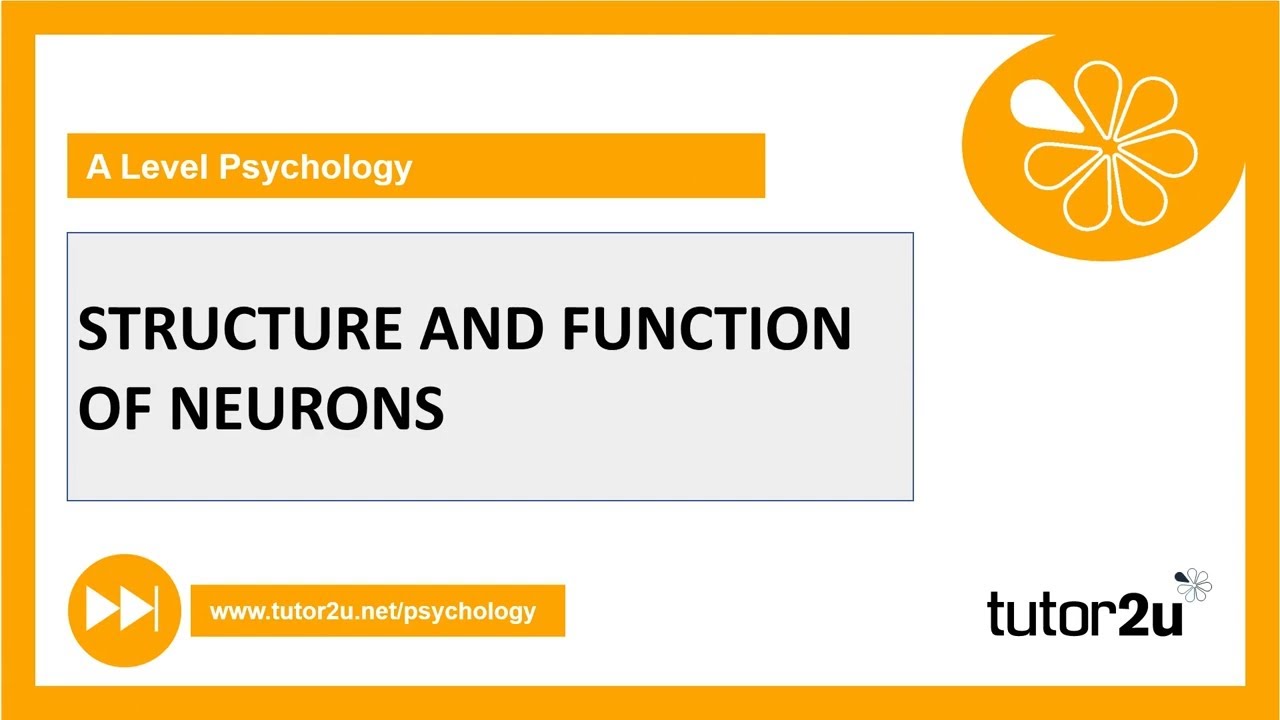Structure & Function of Neurons | Biopsychology | A-Level Psychology ...