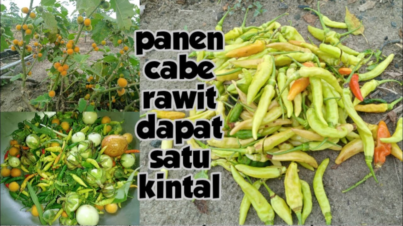 panen semua jenis sayuran di kebun!!! panen cabe rawit dapat satu ...